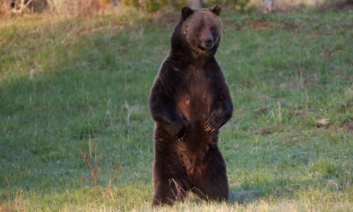 @1000bears on Tumblr